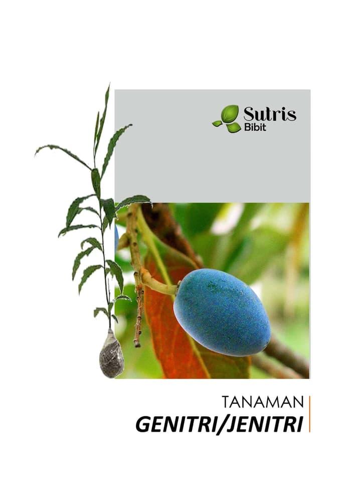 Bibit Tanaman Buah Genitri/Jenitri | Lazada Indonesia