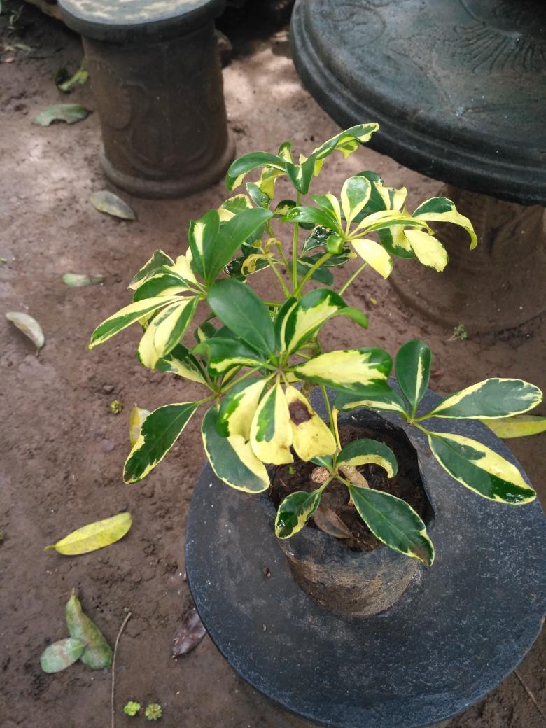 bibit tanaman bunga wali songo | Lazada Indonesia