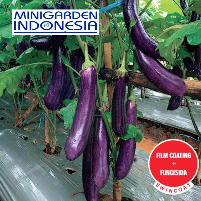 50 Benih Terong Ungu Laguna F1 bibit tanaman sayur sayuran terung | Lazada Indonesia