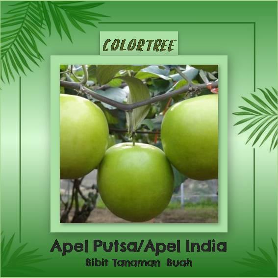 Tanaman Buah Apel Putsa / Apel India 60cm | Lazada Indonesia