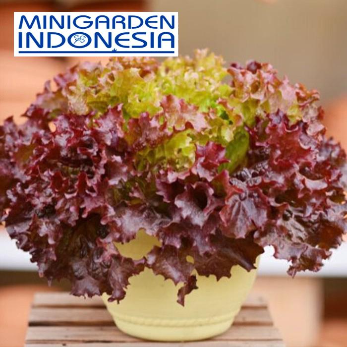 150 Benih Selada merah Red Rapid F1 bibit tanaman sayur sayuran ...
