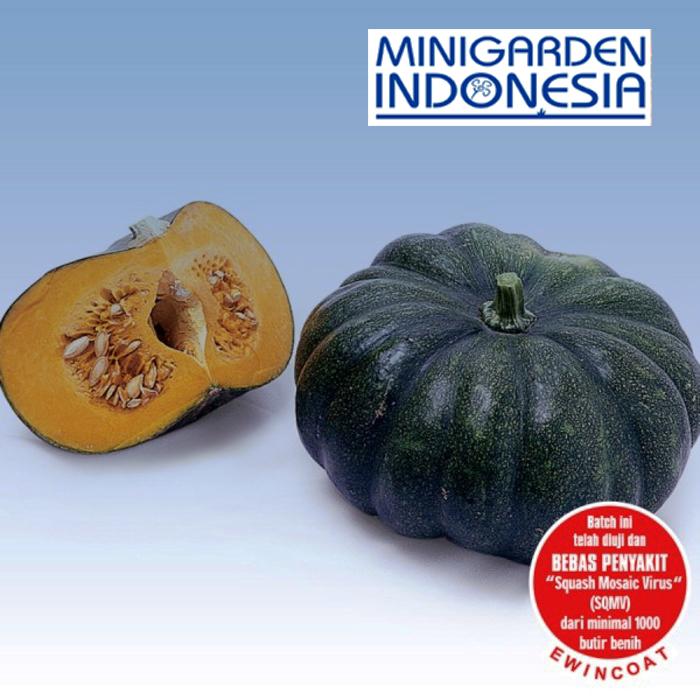 5 Benih Labu Waluh Suprema F1 ( 3,5-4 KG / Buah ) bibit tanaman sayur ...