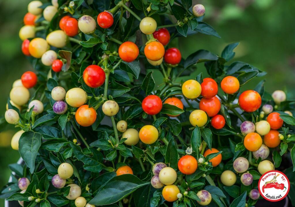 Amefurashi 10 Benih Cabe Red Fire Biji Cabe Bulat Mungil Pepper Cabe ...