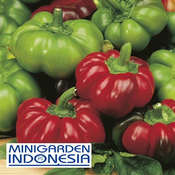 Benih Paprika Sweet Topepo Rosso Ecer 2biji F1 Mr Fothergills Bibit