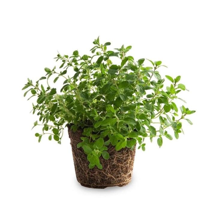 Tanaman Herbal Oregano | Lazada Indonesia