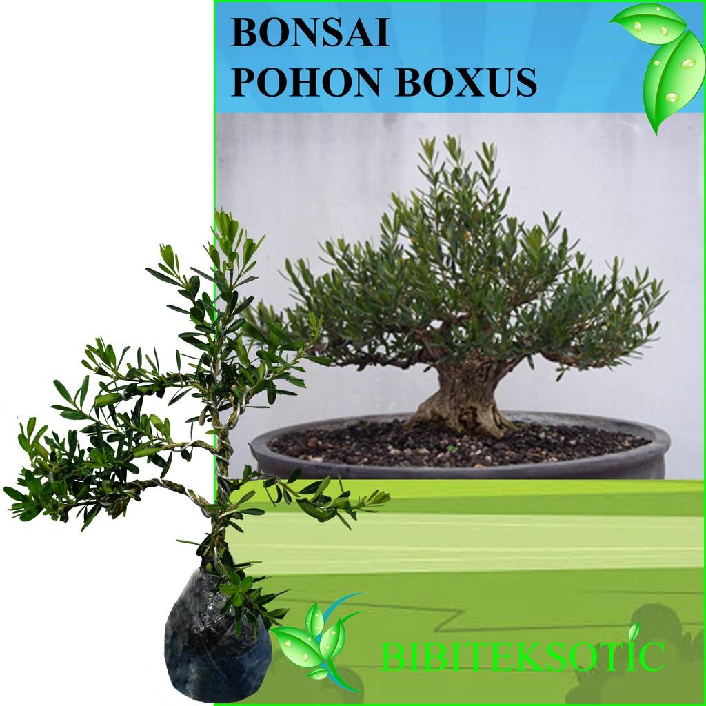 Tanaman Bonsai Pohon Boxus | Lazada Indonesia