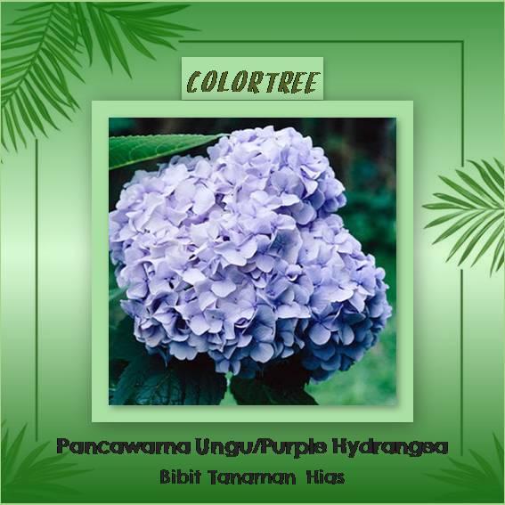 Tanaman Hias Bunga Pancawarna Ungu / Purple Hydrangea | Lazada Indonesia