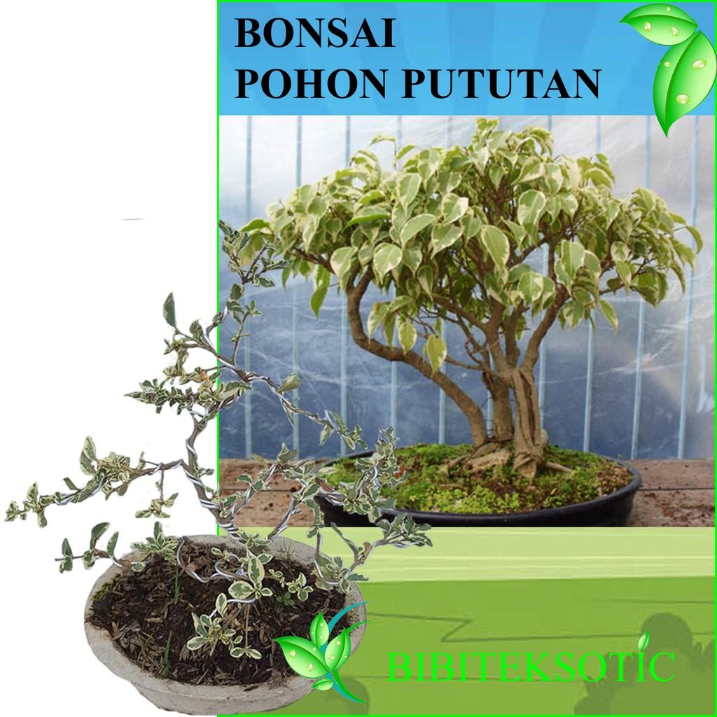 Tanaman Bonsai Pohon Pututan | Lazada Indonesia