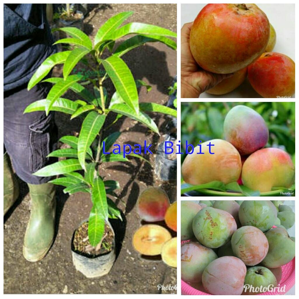 Bibit Mangga Agrimania | Lazada Indonesia