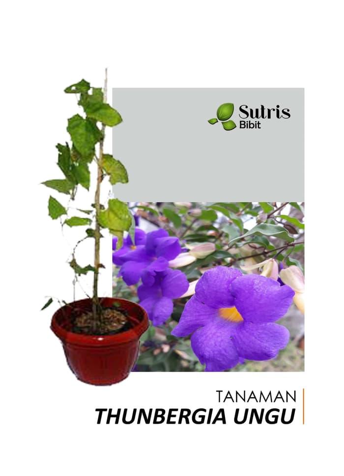 Bibit Tanaman Hias Bunga Rambat Thunbergia Ungu | Lazada Indonesia