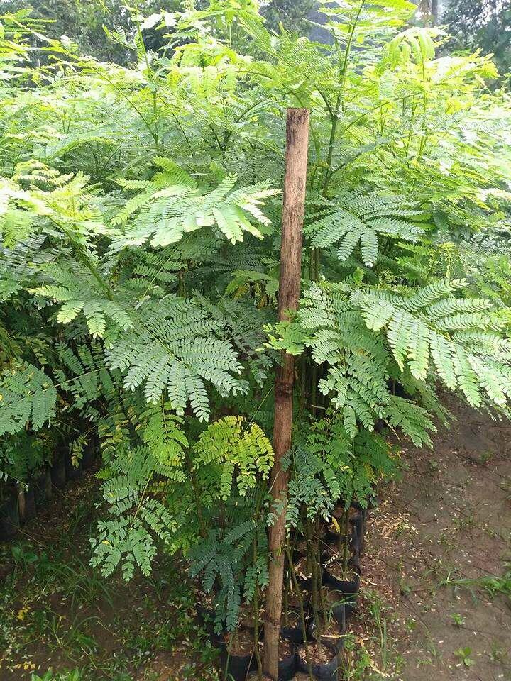 Tanaman petai unggul | Lazada Indonesia