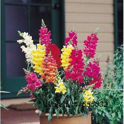 Paket ]si : 5 biji bunga Snapdragon Northern Lights Mix | Lazada Indonesia