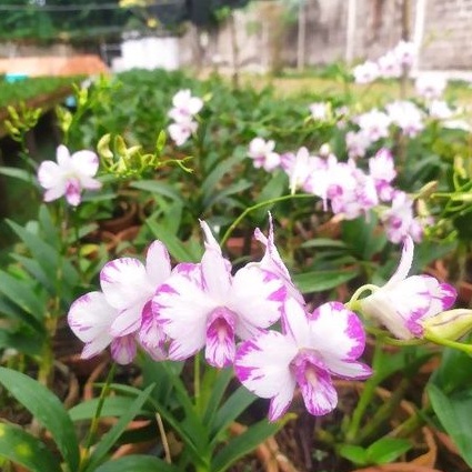 Anggrek Dendrobium Enobi Splash mini | Lazada Indonesia