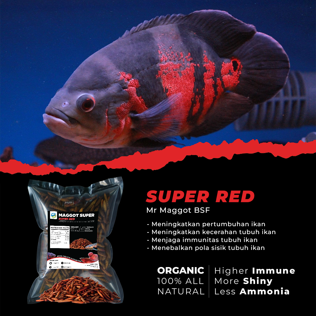 MR MAGGOT - Maggot Kering Super Special Edition 50 Gram - Kemasan ...