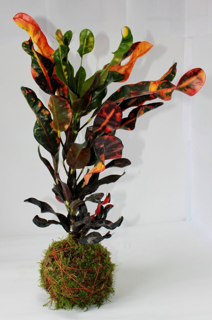 puring bor / tanaman hias puring bor | Lazada Indonesia