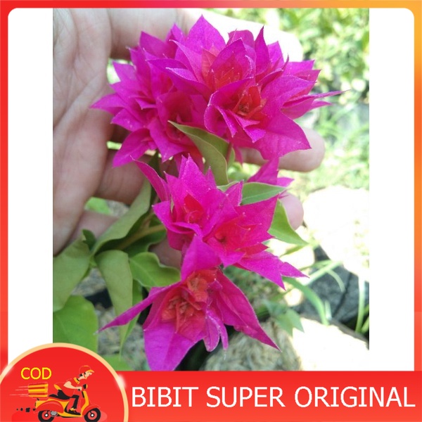 BIBIT TANAMAN BUNGA KERTAS ATAU BUGENVIL ATAU BOUGENVILLE HASIL STEK ...