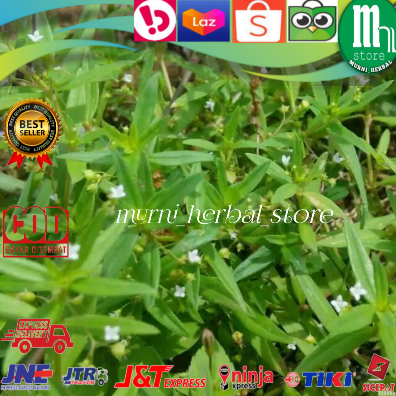 Rumput mutiara segar 100gram | Lazada Indonesia