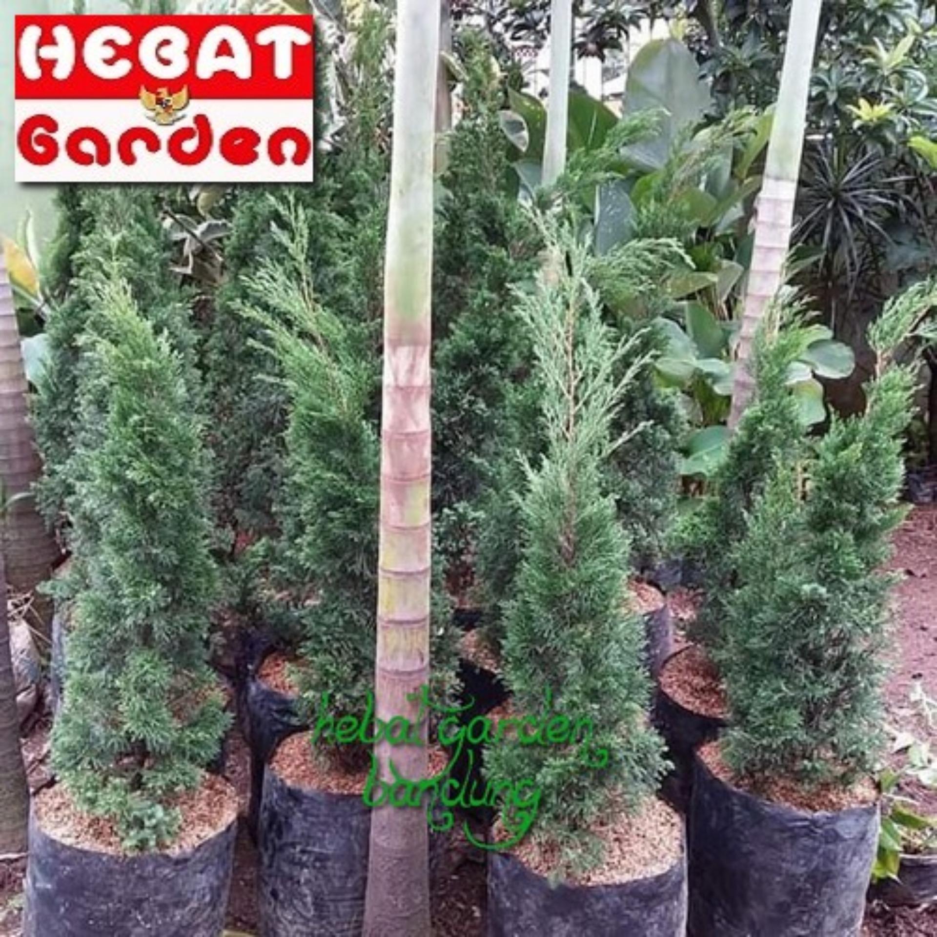 Cemara pua-pua piramid | Lazada Indonesia