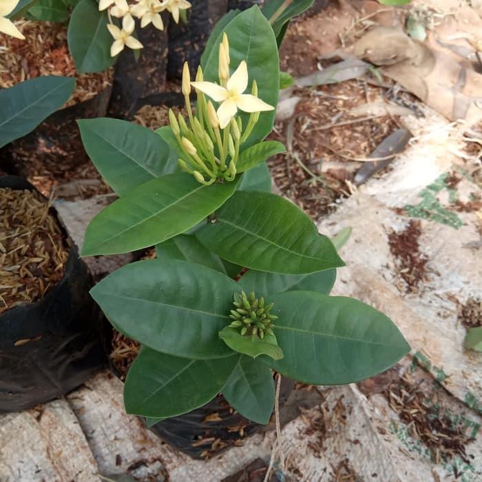 tanaman asoka bunga kuning - tanaman soka bunga kuning - pohon soka ...