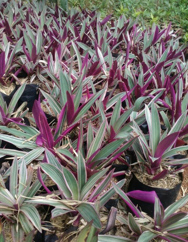 tanaman hias adam hawa variegata | Lazada Indonesia
