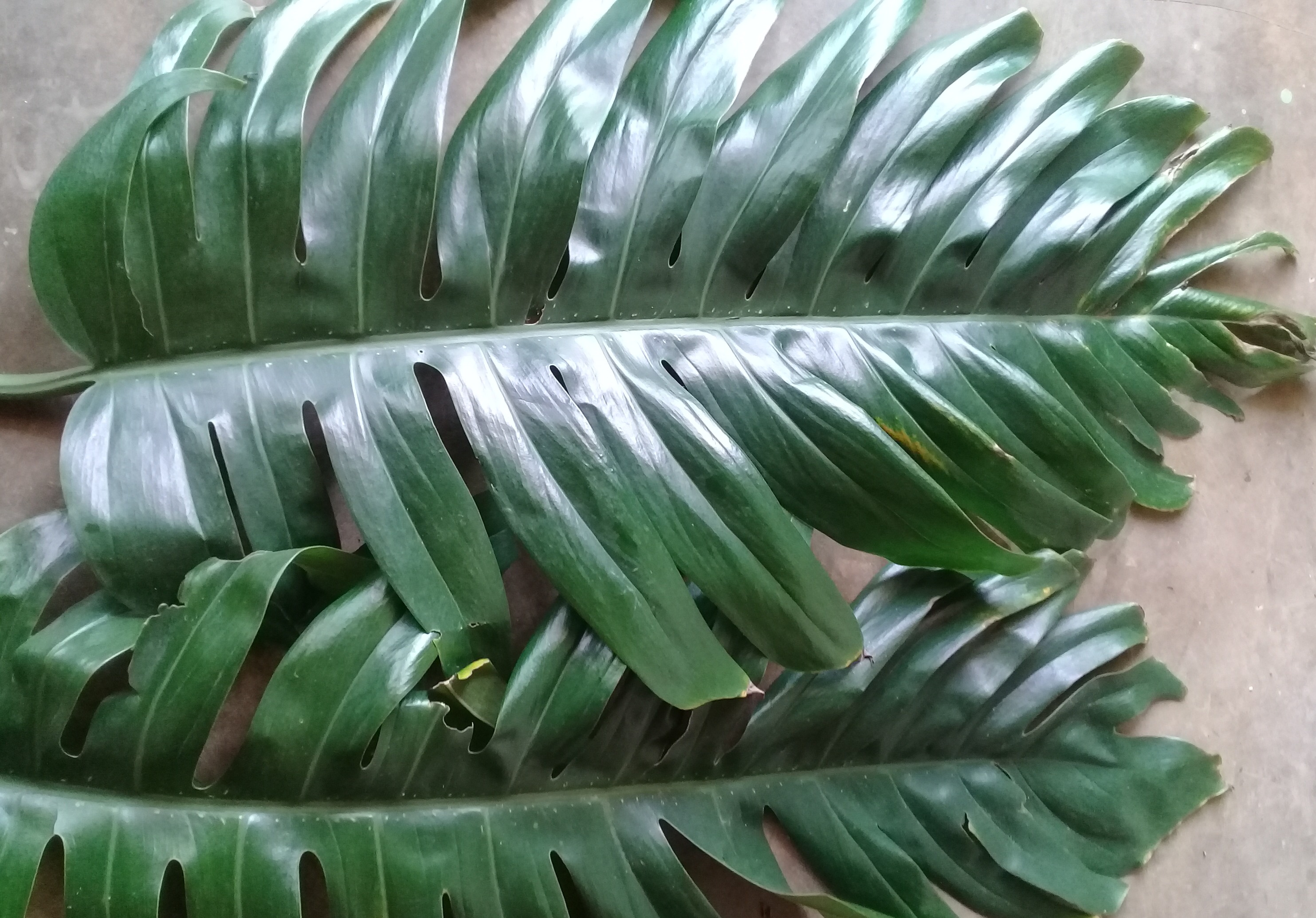 Daun ekor naga segar per lembar | Lazada Indonesia