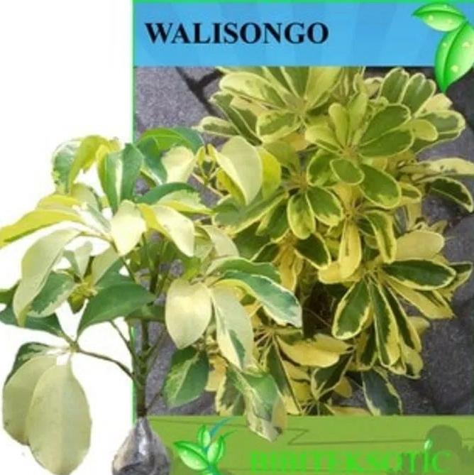Tanaman Hias Wali Songo Variegata | Lazada Indonesia