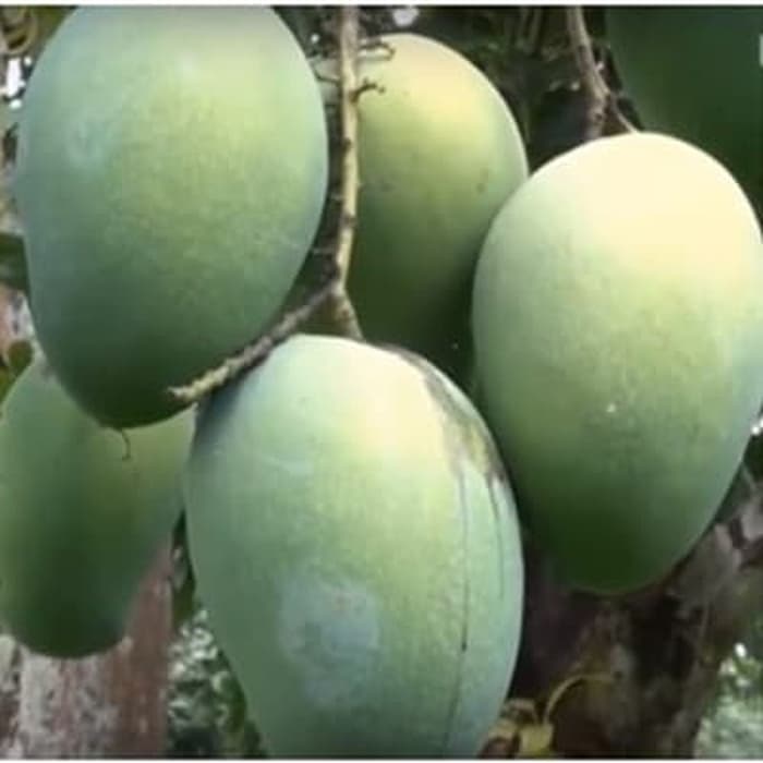 $DISKON$ BIBIT MANGGA HARUM MANIS - MANGGA ARUM MANIS | Lazada Indonesia $DISKON$ BIBIT MANGGA HARUM MANIS - MANGGA ARUM MANIS | Lazada Indonesia
