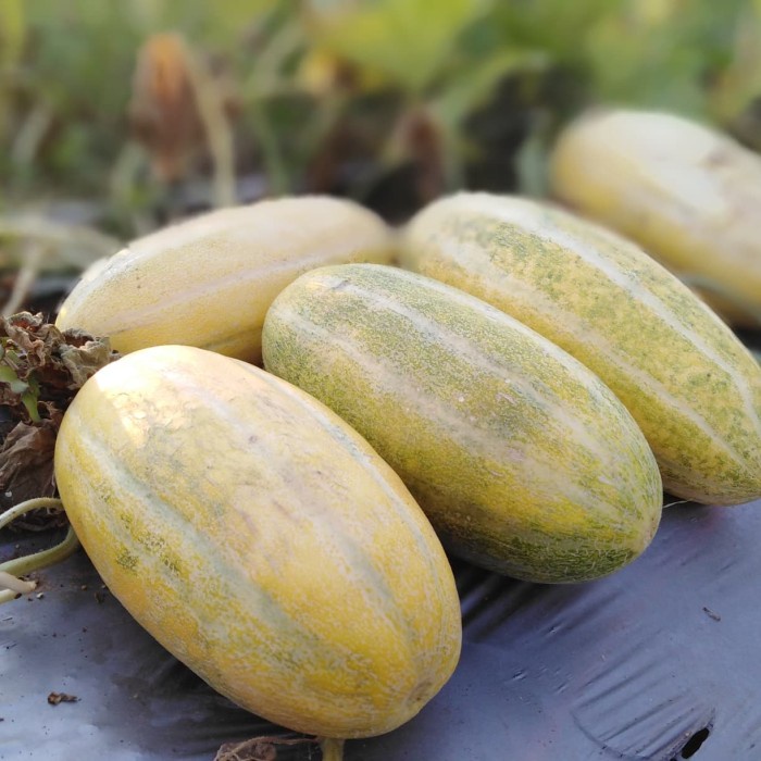 Kedai Benih Bibit Buah Timun Mas ~ 2 Biji | Lazada Indonesia
