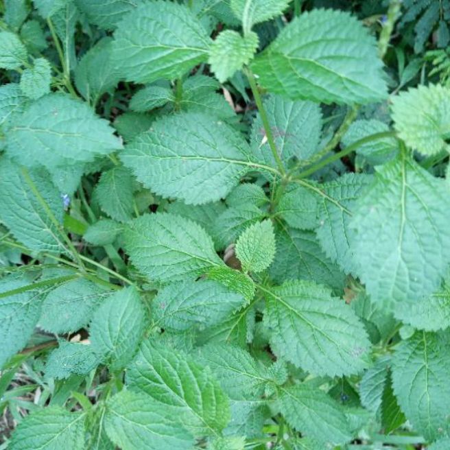 Daun pecut kuda atau jarong 1kg | Lazada Indonesia