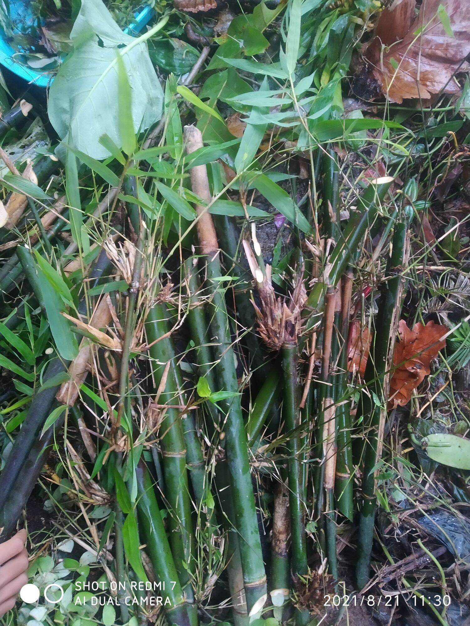 setek/bibit bambu hitam,ukuran 30cm | Lazada Indonesia