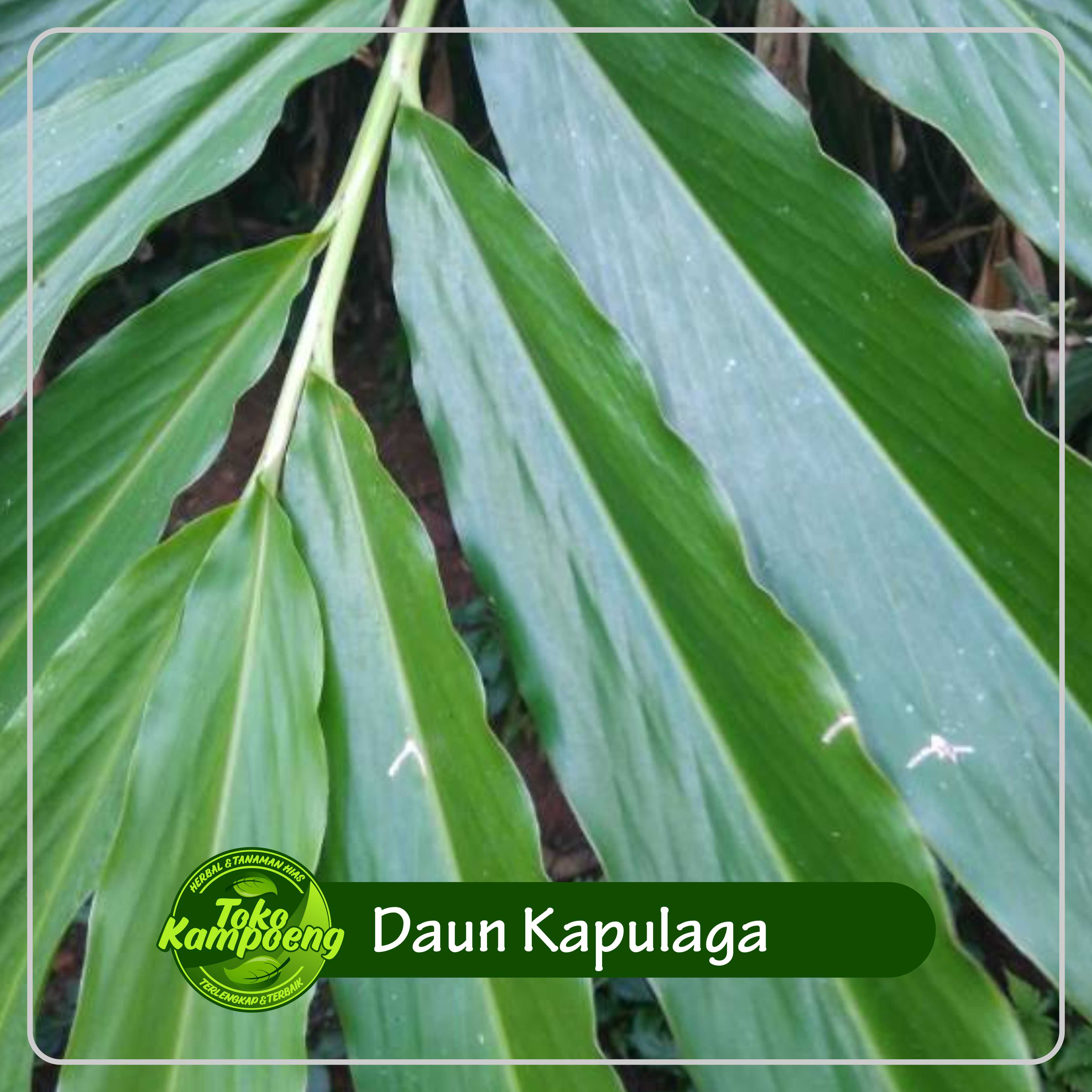 Herbal Daun kapulaga Segar 1Kg | Lazada Indonesia