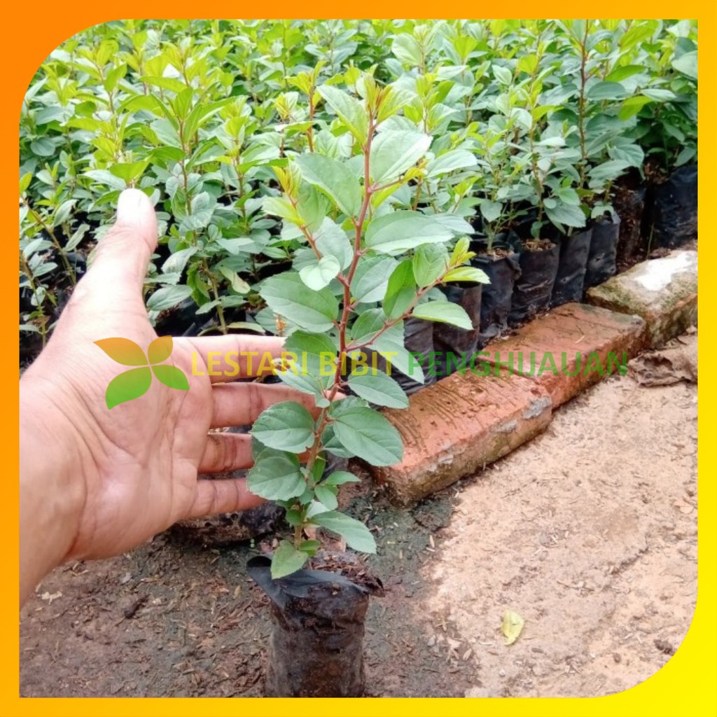 Bibit pohon bidara arab asli untuk rukyah | Lazada Indonesia