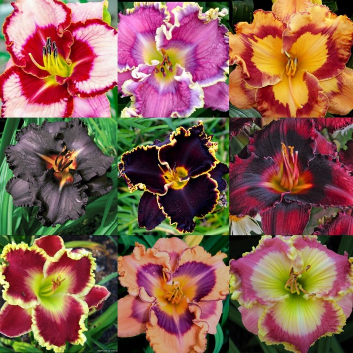 ( 5 Butir ) Benih Bunga Day lily Mix | Daylily | Daylili | Lazada Indonesia
