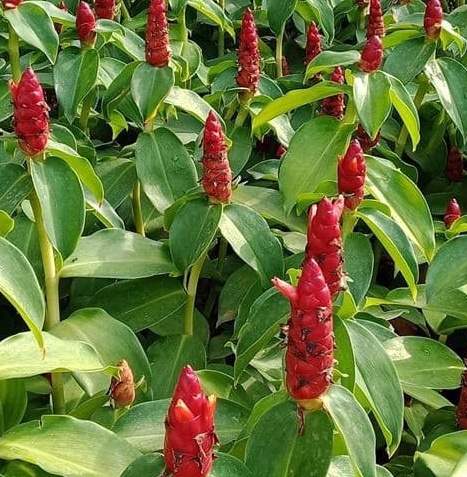 pohon pacing pentul merah | Lazada Indonesia