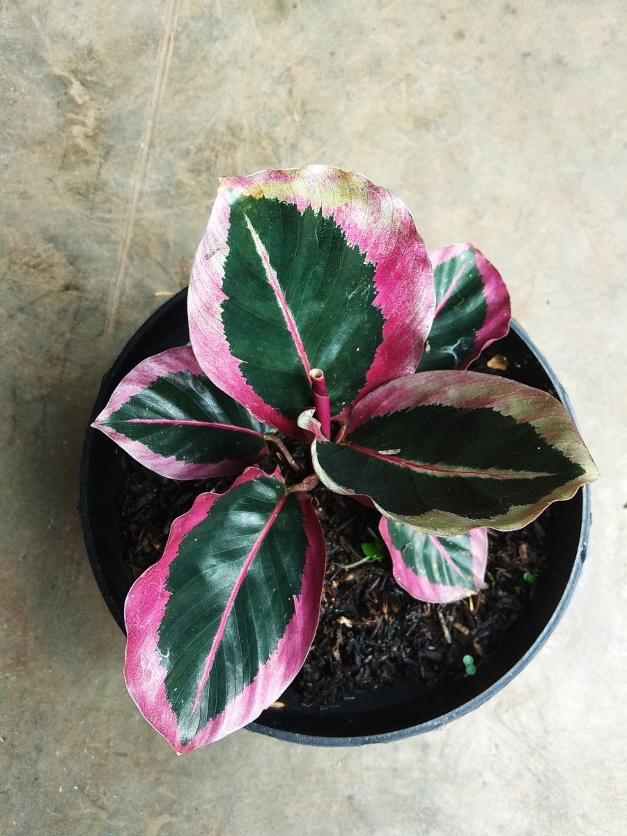 Calathea Cynthia Pink | Lazada Indonesia
