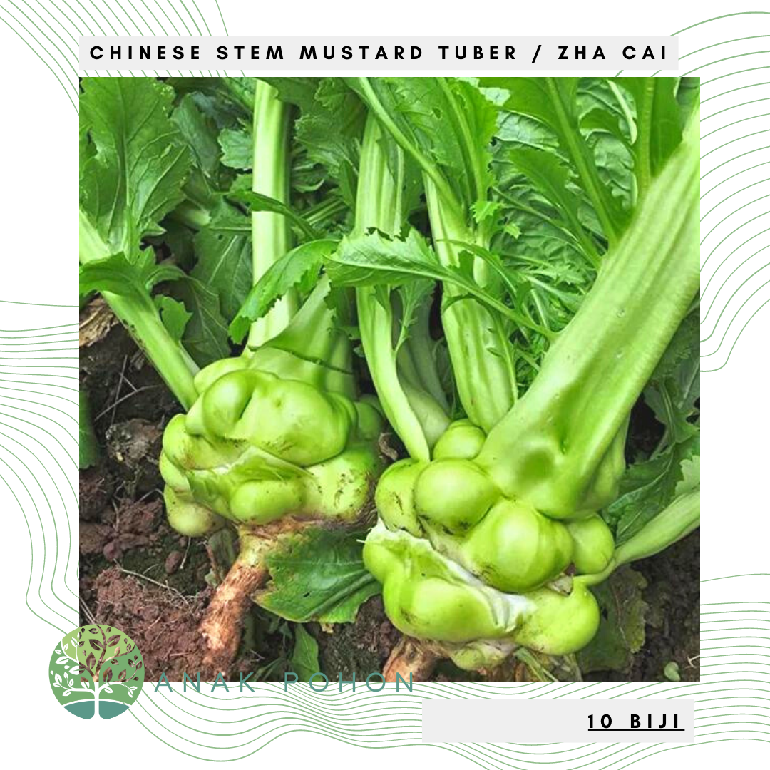(10 Biji) Benih Bibit Biji - Chinese Stem Mustard Tuber / Umbi Sichuan ...