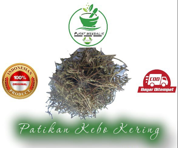 Patikan kebo kering 100gram | Lazada Indonesia