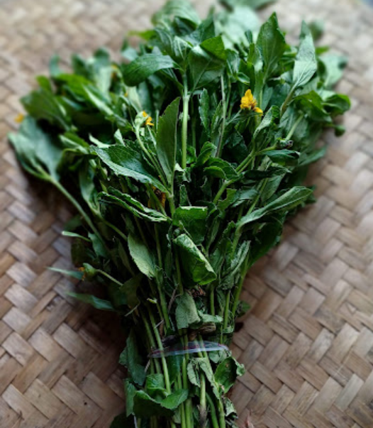 Daun Seruni Segar / Daun Wedelia biflora di petik saat order masuk ...
