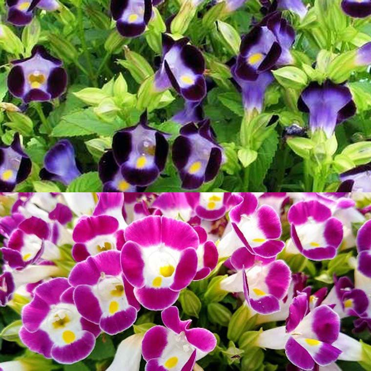 Kedai 10 Benih Biji Torenia Teronia Fournieri Catalina Wishbone ...