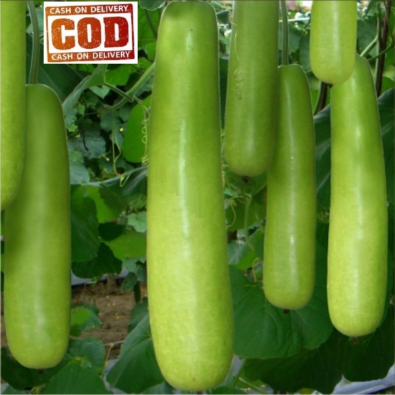 LABU AIR 3 biji / bibit / benih LABU AIR / LABU PANJANG - BISA BAYAR DI ...