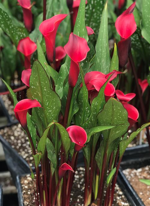 Bunga Calla Lily/ Kalla Lili/ Kalla Lily Red Wisata Agrotani | Lazada ...