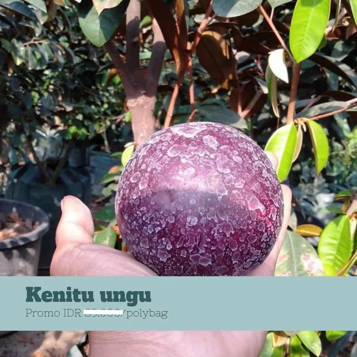 Bibit Tanaman Buah Kenitu Ungu-Pohon Kenitu Ungu-tanaman sawo apel ...