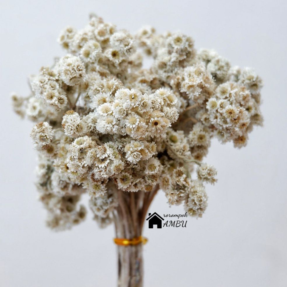 edelweis kering - bunga abadi - bunga kering - dried flower | Lazada ...