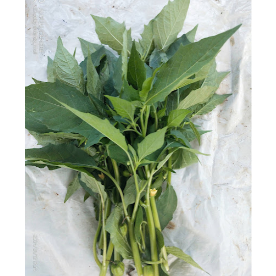 Daun Ciplukan Segar / Daun Cecendet Segar Alami | Lazada Indonesia