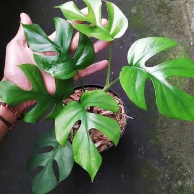 Tanaman Hias Monstera Rhapidopora Pertusa | Lazada Indonesia