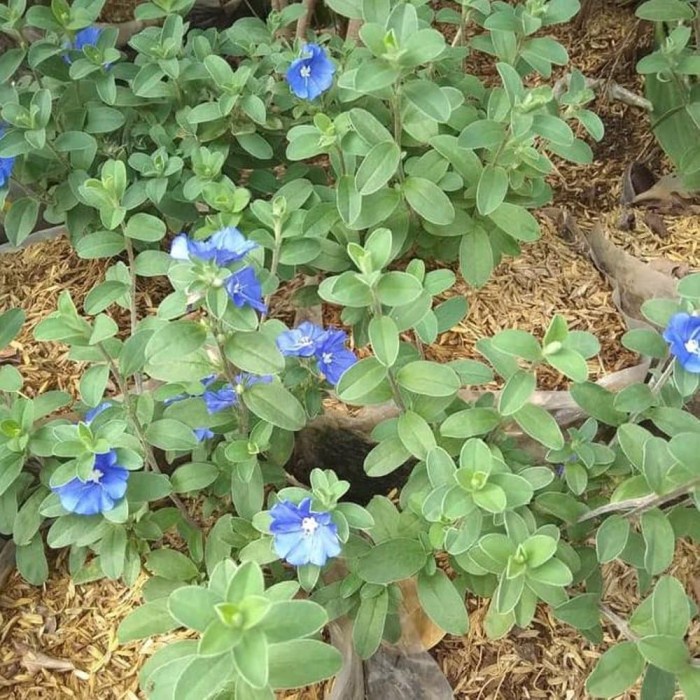 Bunga baby blue eyes (Nemophila menziesii) atau baby's blue eyes ...
