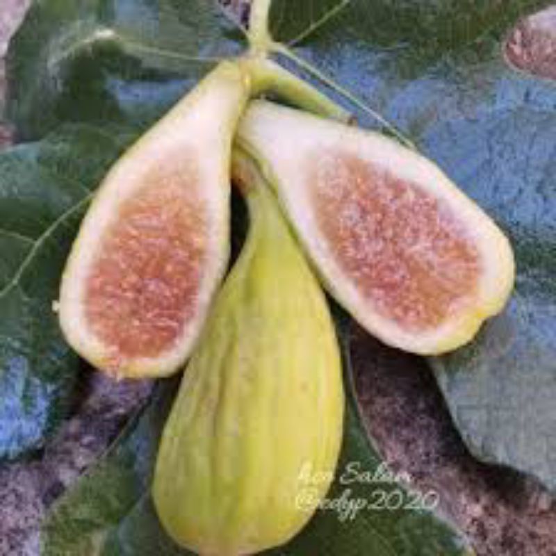 KWALITAS TERBAIK bibit tanaman buah tin Fico Salam - jenis tin kuning ... KWALITAS TERBAIK bibit tanaman buah tin Fico Salam - jenis tin kuning ...