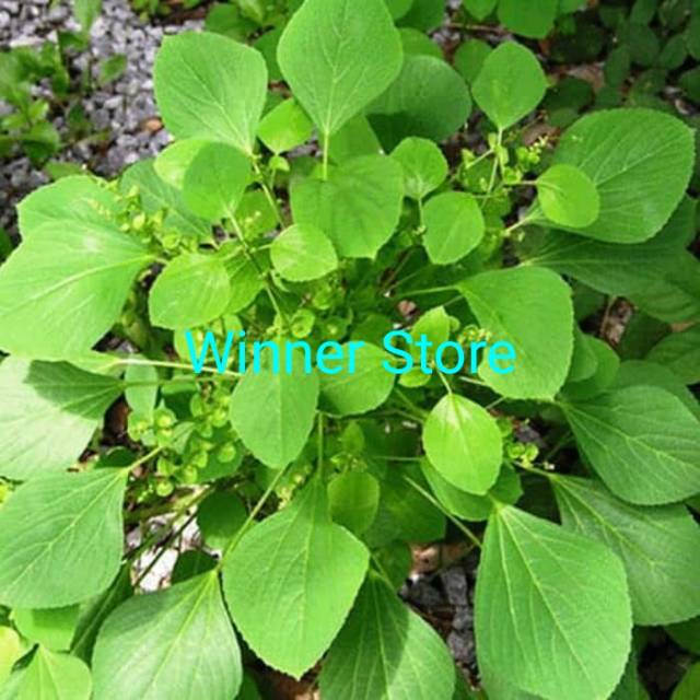 150 herbal herb herba rumput catnip akar kucing kucingan nepeta cataria ...