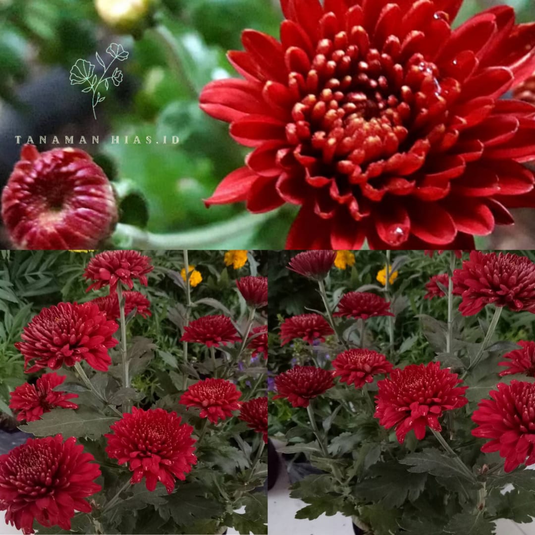 4 POHON TANAMAN HIAS BUNGA SERUNI KRISAN ASTER GRADE A | PILIH WARNA ...