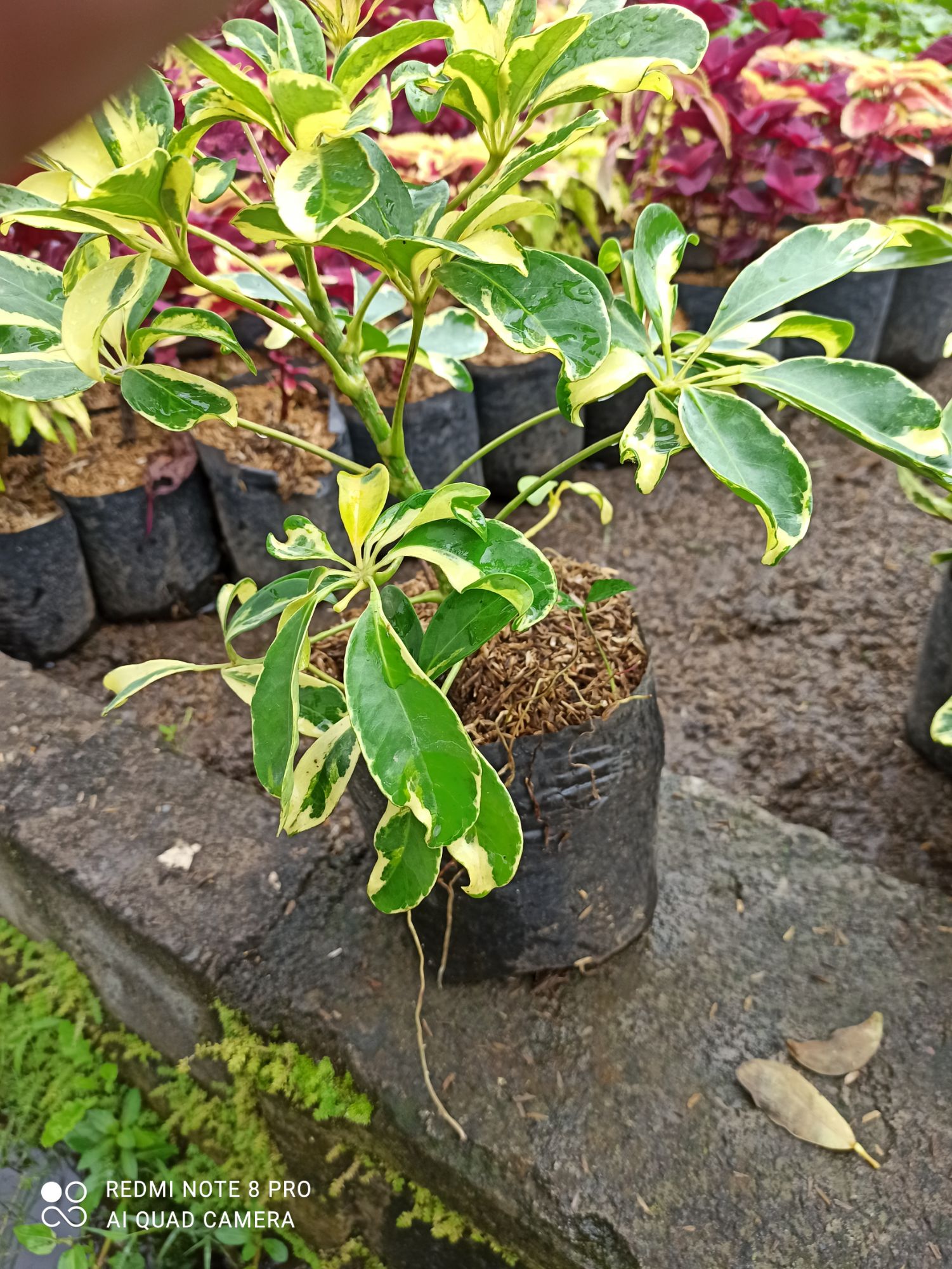 tanaman walisongo kuning hijau | Lazada Indonesia